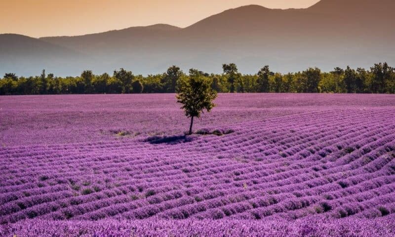 Festival Choral International en Provence 2026 | Choral Events
